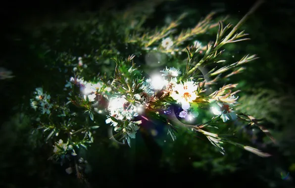 Wallpaper leaves, rays, flowers, Greens, plants, the sun for mobile and ...