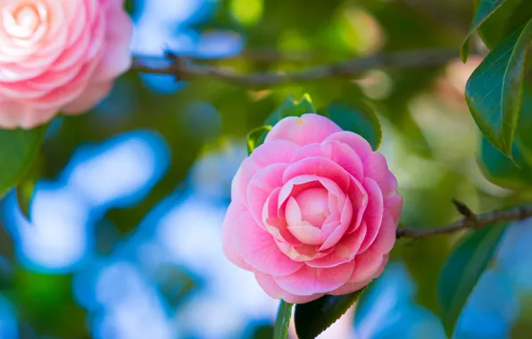 Wallpaper macro, trees, pink, Camellia for mobile and desktop, section ...
