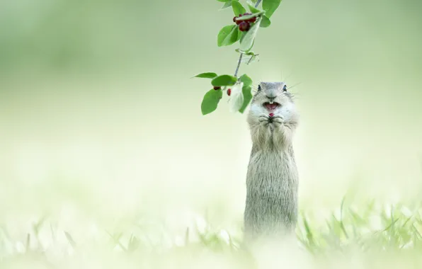 Wallpaper leaves, gopher, stand for mobile and desktop, section ...