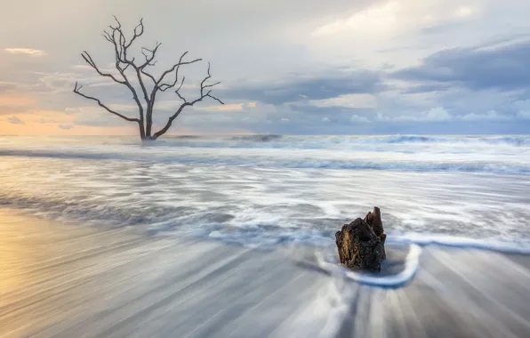 Wallpaper sea, tree, shore images for desktop, section пейзажи - download