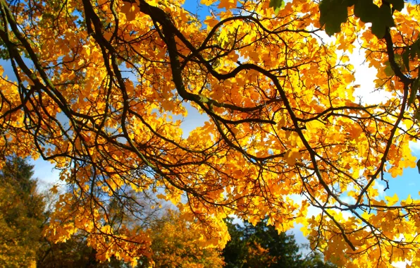 Wallpaper autumn, tree, twig for mobile and desktop, section природа ...