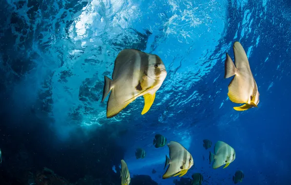 Download wallpaper sea, fish, fish, underwater world, flock, exotic ...