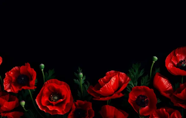 Wallpaper flowers, red, Maki, black background, composition, AI art ...