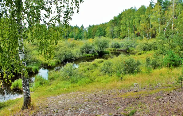 Wallpaper forest, summer, river, birch, the Bush for mobile and desktop ...