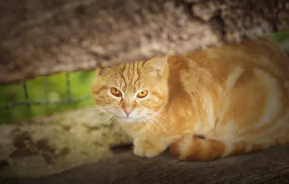 Wallpaper cat, look, red, red cat images for desktop, section кошки ...