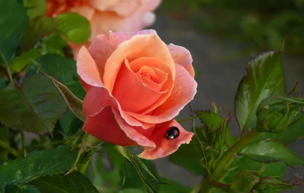 Wallpaper ladybug, roses, buds for mobile and desktop, section цветы ...