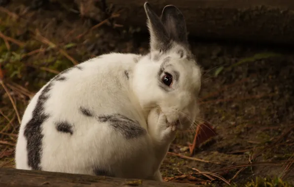 Download wallpaper white, look, pose, the dark background, background ...