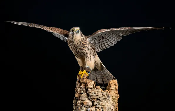 Wallpaper bird, stump, wings, the dark background, Kestrel for mobile ...