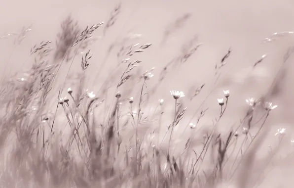 Wallpaper grass, nature, background for mobile and desktop, section ...