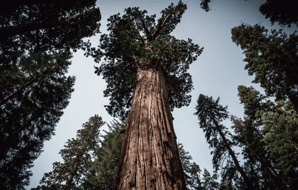 Wallpaper forest, the sky, tree for mobile and desktop, section природа ...