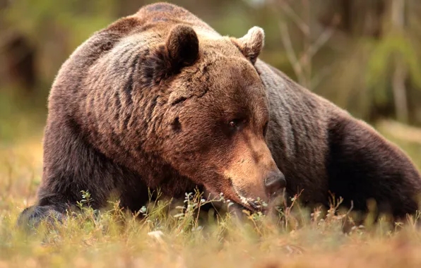 Wallpaper face, nature, portrait, bear images for desktop, section ...