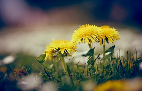 Wallpaper yellow, dandelion, spring for mobile and desktop, section ...