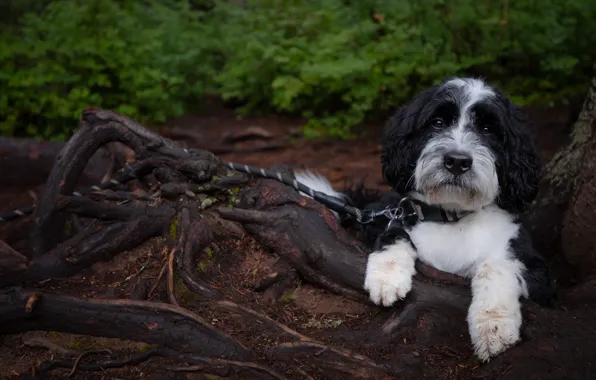 Download wallpaper nature, roots, dog, lies, section dog in resolution ...