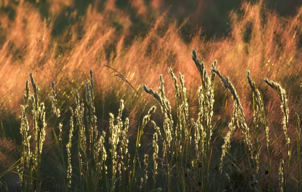 Wallpaper autumn, grass, nature for mobile and desktop, section природа ...
