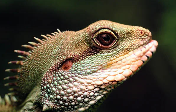 Wallpaper look, face, background, portrait, lizard, profile, water ...