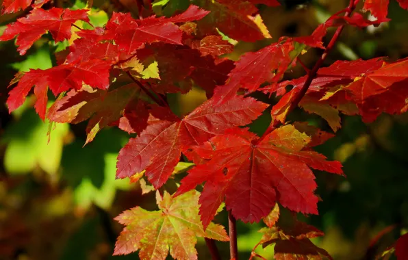 Wallpaper autumn, leaves, red leaves for mobile and desktop, section природа, resolution ...