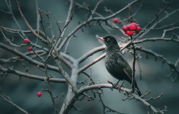 Download wallpaper nature, tree, bird, section nature in resolution ...