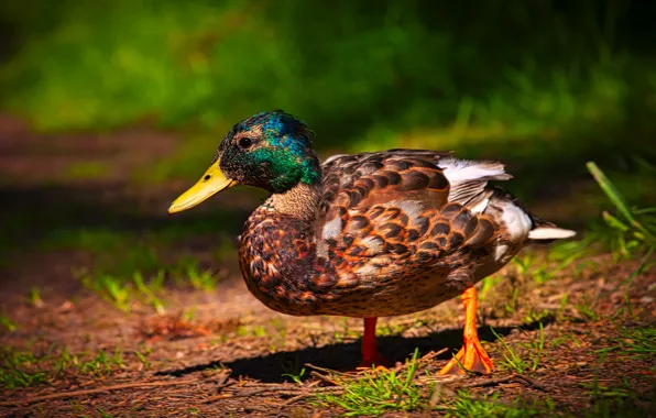 Wallpaper nature, bird, glade, feathers, duck, bokeh, Drake for mobile ...
