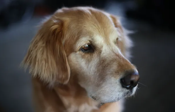 Download wallpaper macro, photo, dog, section dog in resolution 1024x600