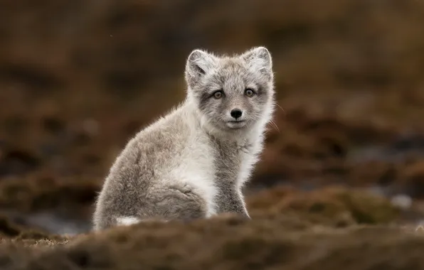 Wallpaper Autumn Look Nature Grey Glade Face Sitting Cub For