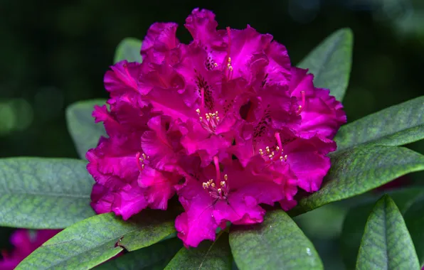 Wallpaper raspberry, Azalea, rhododendrons for mobile and desktop ...