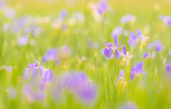 Wallpaper flowers, spring, iris for mobile and desktop, section цветы ...