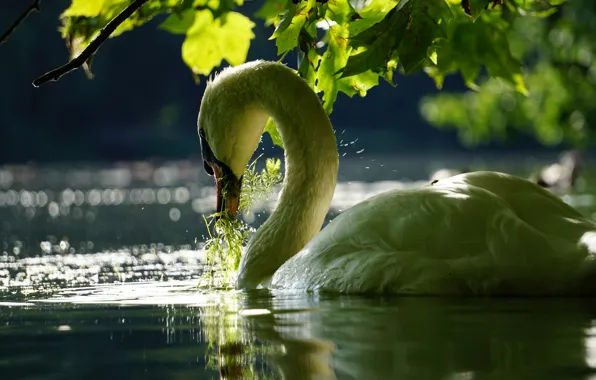 Download wallpaper leaves, water, branches, bird, Swan, section animals ...
