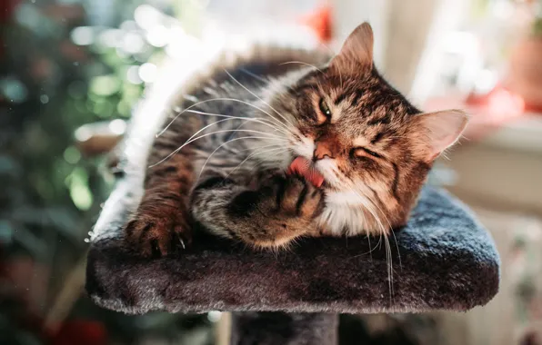 Download wallpaper cat, cat, look, pose, portrait, face, section cats ...