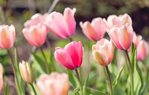 Wallpaper flowers, blur, spring, tulips, pink, buds, flowerbed for mobile and desktop, section ...