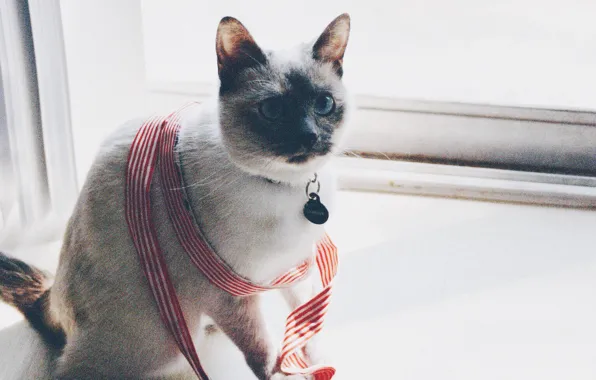 Wallpaper eyes, cat, window for mobile and desktop, section кошки ...