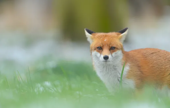 Download wallpaper nature, background, Fox, section animals in ...