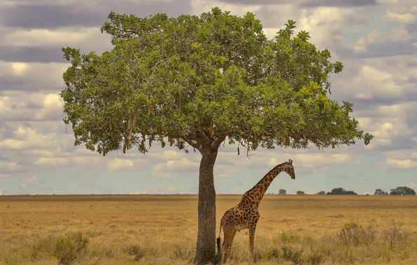 Wallpaper tree, giraffe, Africa for mobile and desktop, section ...