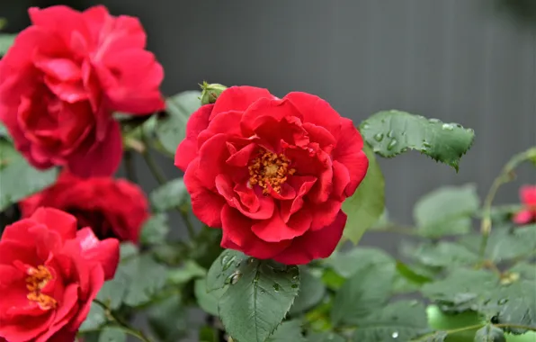 Wallpaper drops, flowers, spring, flowering, Red rose for mobile and ...