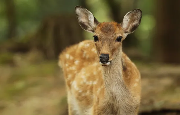 Wallpaper look, face, background, portrait, deer, fawn, bokeh for ...