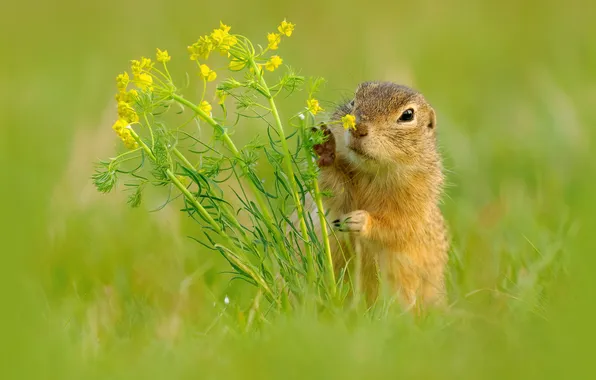 Wallpaper flowers, glade, gopher for mobile and desktop, section ...