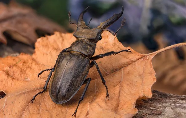 Wallpaper nature, insect, Lucanus sericeus teshii for mobile and ...