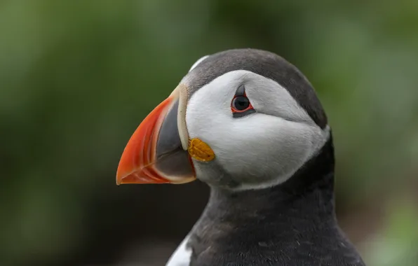 Wallpaper bird, portrait, stalled for mobile and desktop, section ...