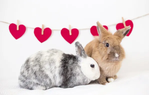 Download wallpaper rabbits, hearts, white background, rabbits, a couple ...