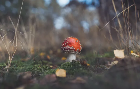 Wallpaper grass, leaves, nature, mushroom, moss, mushroom, bokeh ...