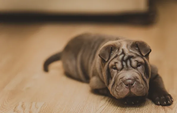 Wallpaper dog, Sharpay, puppy for mobile and desktop, section животные ...