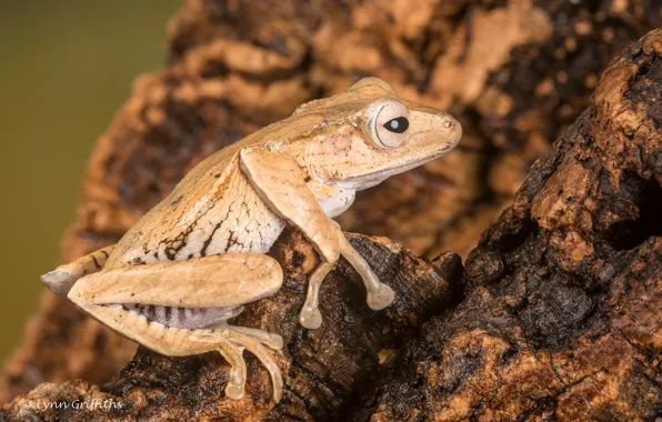 Wallpaper nature, frog, beige for mobile and desktop, section животные ...