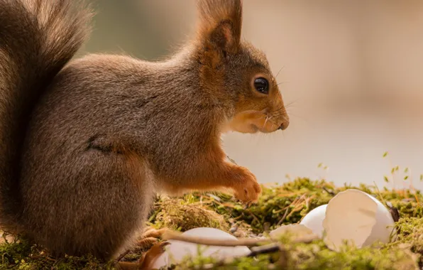 Wallpaper nature, animal, eggs, spring, protein, shell, rodent for ...