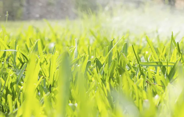 Wallpaper grass, nature, background for mobile and desktop, section ...