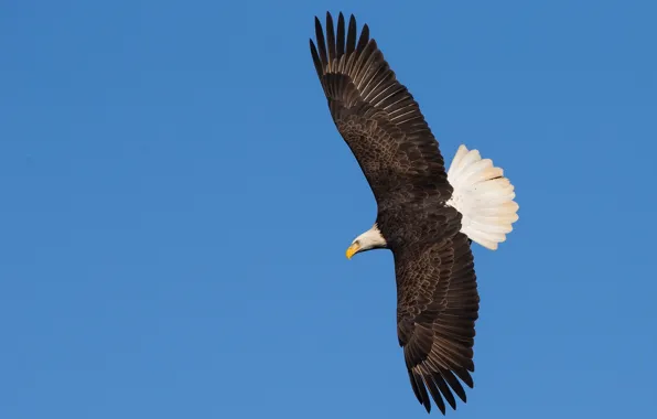 Wallpaper flight, bird, wings, Orlan for mobile and desktop, section ...