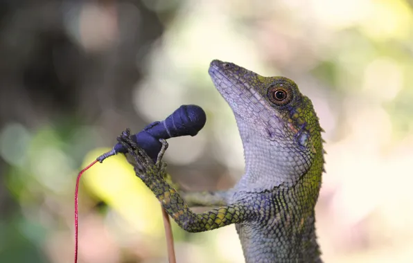 Wallpaper lizard, microphone, singer, reptile, the contractor, singing ...