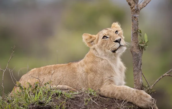 Wallpaper look, tree, lies, face, lion, looking up for mobile and ...