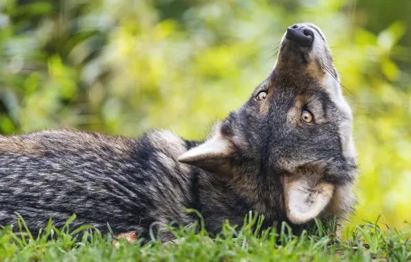Wallpaper look, face, pose, wolf, portrait for mobile and desktop ...