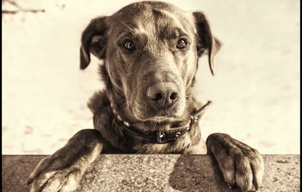 Wallpaper animals, dog, REM, gevgeniy for mobile and desktop, section ...