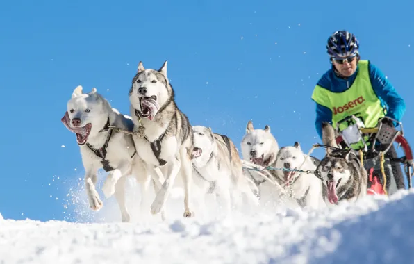 Wallpaper race, sport, dog for mobile and desktop, section спорт ...