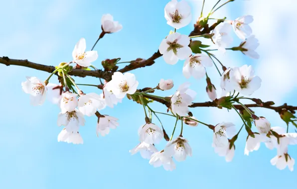 Wallpaper nature, cherry, branch, spring, Sakura for mobile and desktop, section природа ...